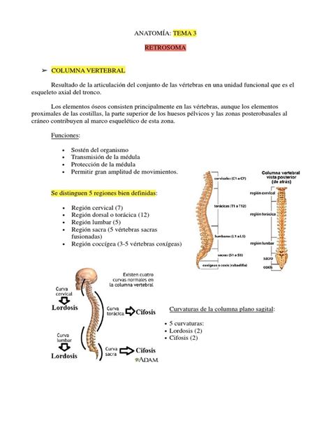 Apuntes Anatomía Tema 3 Pdf