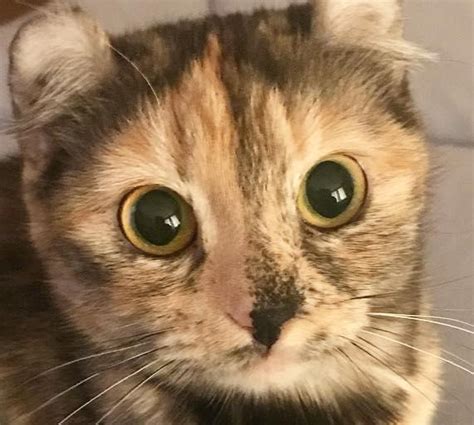 Mouse Album On Imgur Mouse Album On Imgur