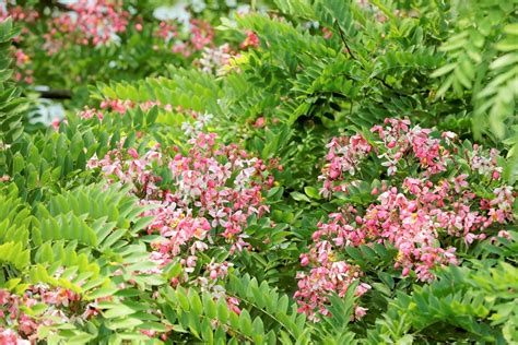 নজরকাড়া লাল সোনাইল