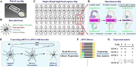 厦门大学研发出全新高通量单细胞转录组测序方法 搜狐汽车 搜狐网