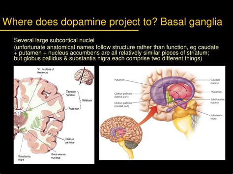Ppt Reinforcement Learning I Prediction And Classical Conditioning Powerpoint Presentation