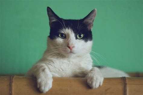 ‘todo Chiquito Todo Panson El Origen Del Perrito Panzón Y Sus