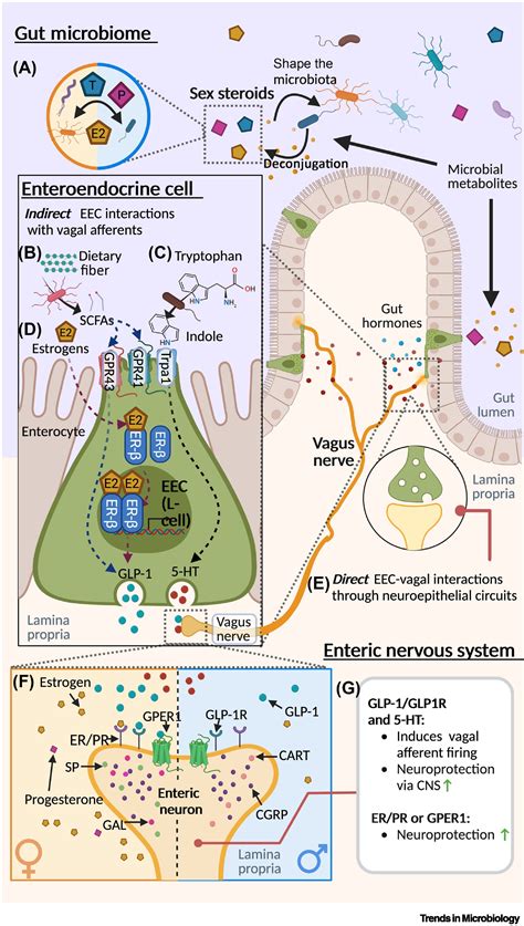 Sex Shapes Gut Microbiota Brain Communication And Disease Trends In
