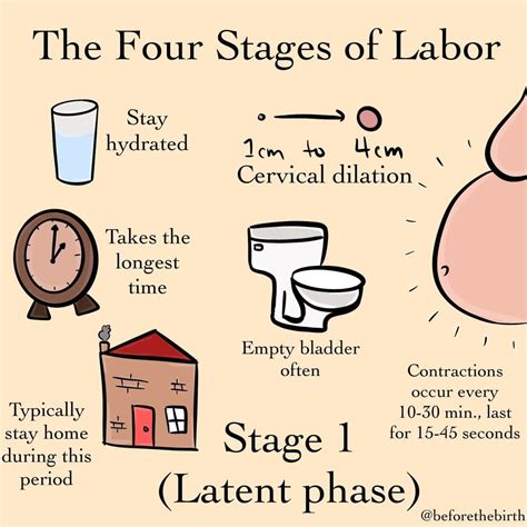Labor Stages Artofit