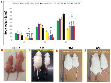 Brain Sciences Special Issue Vulnerability And Adaptation In Brain Development