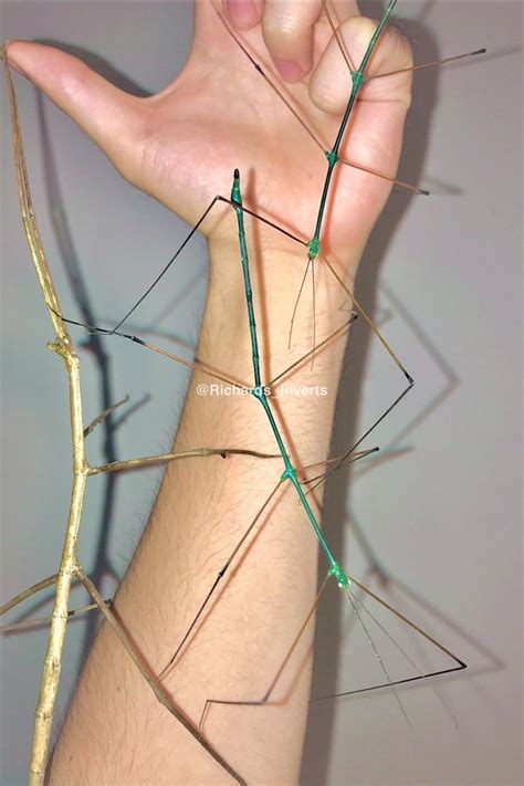 Ramulus Nematodes Blue For Sale Richards Inverts