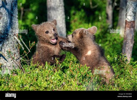 Brown Bear Cubs Playfully Fighting Scientific Name Ursus Arctos