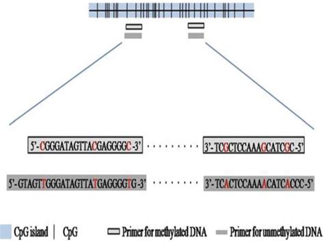 Option Of Primers For Methylation Specific Pcr Msp Primers Are