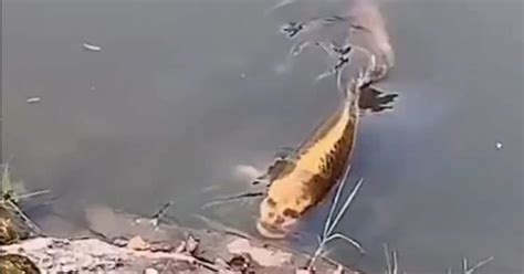 इंसानों की तरह है मछली का चेहरा पकड़ना छोड़िए कायदे से देख भी लिया तो