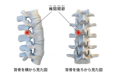 背中や背骨が痛いのはなぜ？肩甲骨の間や背中の真ん中が痛む原因を種類ごとに解説 株式会社リハサク