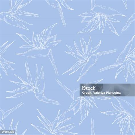 선형 Strelitzia 컬렉션의 완벽 한 패턴입니다 벡터 낙원 새의 이국적인 꽃입니다 스타일을 스케치 합니다 피복 포스터 포장 디자인 웹 디자인에 대 한 템플릿 열 대