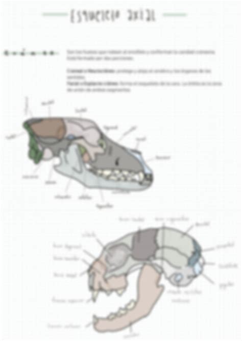 SOLUTION Osteologia Veterinaria Studypool