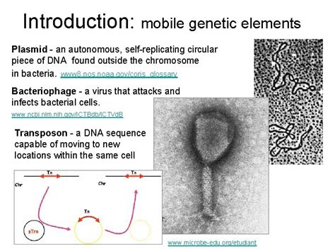 String Metrics In Classification Of Mobile Genetic Elements