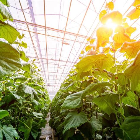 Redusol The Superior Shading Solution For Your Greenhouse Redusystems