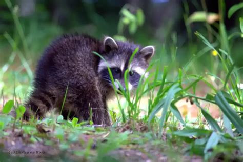 Raccoon Dog Nyctereutes Procyonoides Facts Habitat