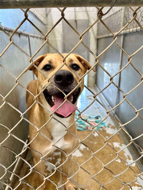 Dogs To Adopt Lorain County Oh