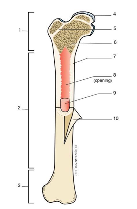Bone Diagram Diagram Quizlet