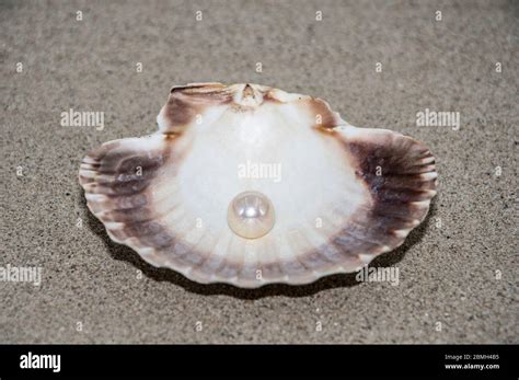 Shell With Beautiful Pearl Inside Stock Photo Alamy