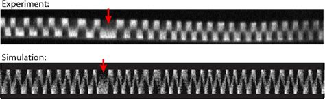 The Evolution Of Stochasticity Of Min Dynamics With Increasing Cell Download Scientific Diagram