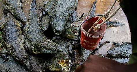 Feeding Time In The Crocodile Farm Zambia 3456x2304 Oc Photo By