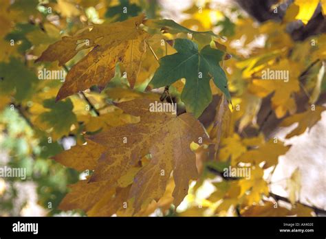 Big Leaf Maple Acer Macrophyllum With Fall Color Yosemite National Park