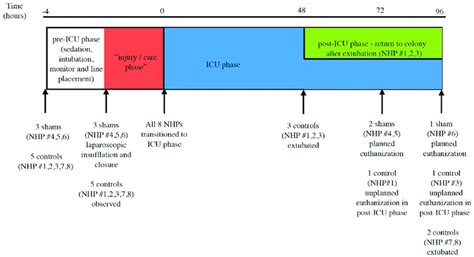 Time Schematic Of The Experimental Model Download Scientific Diagram