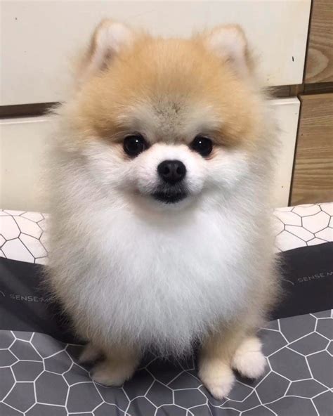 포메라니안 쌤 Sam On Instagram ⠀ ⠀ 쌤아 누나 화장 지우는거 처음봐 😒 쌤이 그 눈빛 뭐햐 너 쩜