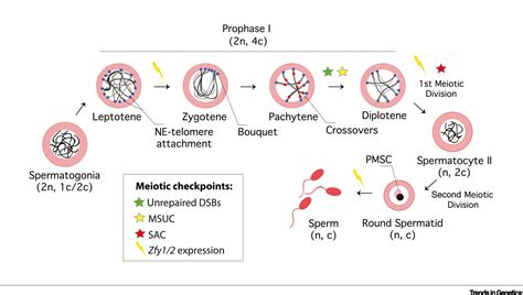 Meiotic Executioner Genes Protect The Y From Extinction Trends In Genetics
