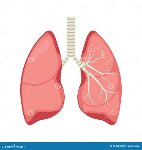 Icona Umana Del Polmone Icona Medica Piana Dell Organo Di Anatomia