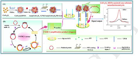 Figure 1 From Combining Padlock Exponential Rolling Circle Amplification With Cofe2o4 Magnetic
