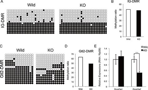 Myostatin Deficiency In Mice Increases Global Gene Expression At The