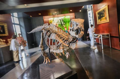 Rare Dinosaur Fossil Sells At Paris Auction Iha News