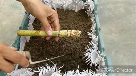 How To Grow Sugar Cane Youtube