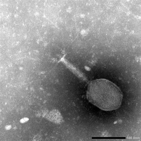 Team Wageningen Ur Results Alternative Phage Engineering