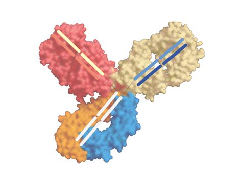 四川思柏沃生物技术有限公司 杂交瘤制备 抗体的改造 功能性抗体 双抗模式