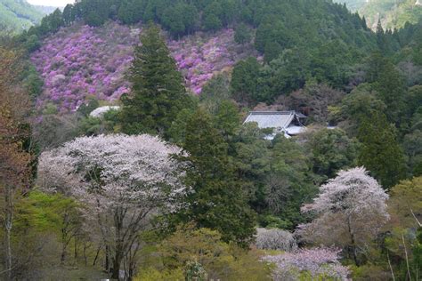 京都の桜 おすすめの穴場撮影スポット 右京区編⑤ 常照皇寺福徳寺西明寺 苺の一枝Ichigo Ichie