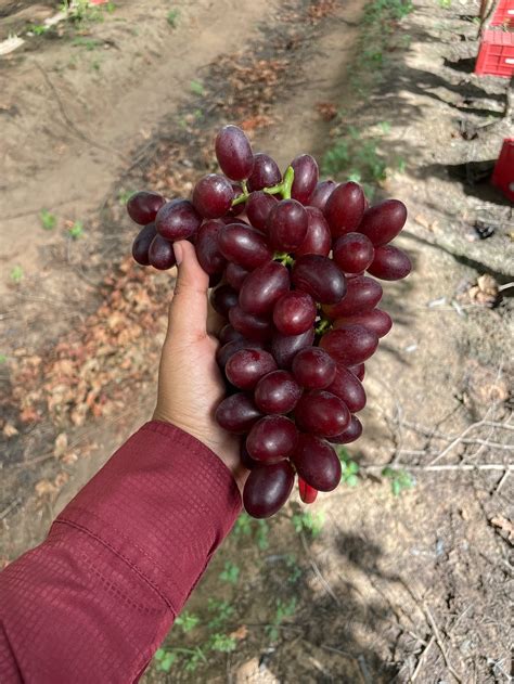 Arra Cherry Crush Grapa Varieties Ltd