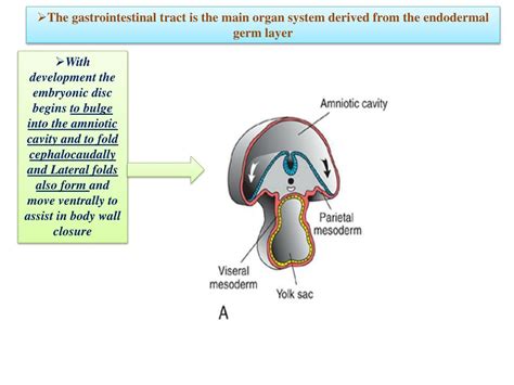 PPT Derivatives Of The Ectodermal Germ Layer PowerPoint Presentation