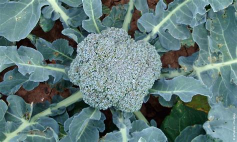 Brokkoli (Brassica oleracea var. italica) | Steckbrief