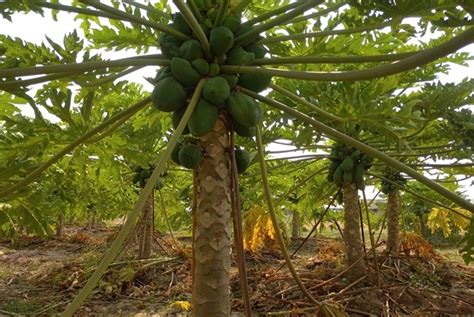 ကျောက်ဆည်မြို့နယ် ကလေးကျေးရွာတွင် သင်္ဘောစိုက်ခြင်းများ အောင်မြင်ဖြစ်ထွန်း Information And