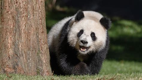 Giant pandas Bao Li and Qing Bao make public debut at National Zoo in ...