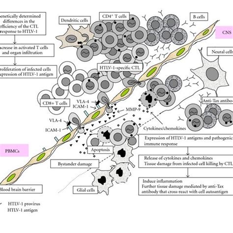 Hypothesis For The Pathogenesis Of Human T Cell Leukemia Virus Type 1