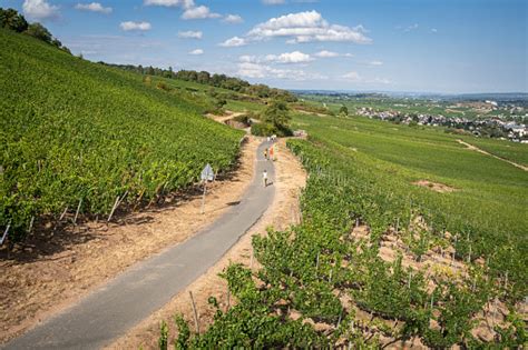 독일 라인강 계곡의 Rudesheim Am Rhein 위의 언덕과 포도밭의 아름다운 풍경 와인에 대한 스톡 사진 및 기타 이미지