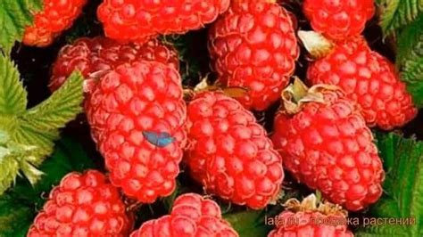 Малина ремонтантная Похвалинка (rubus idaeus) ? обзор: как сажать ...