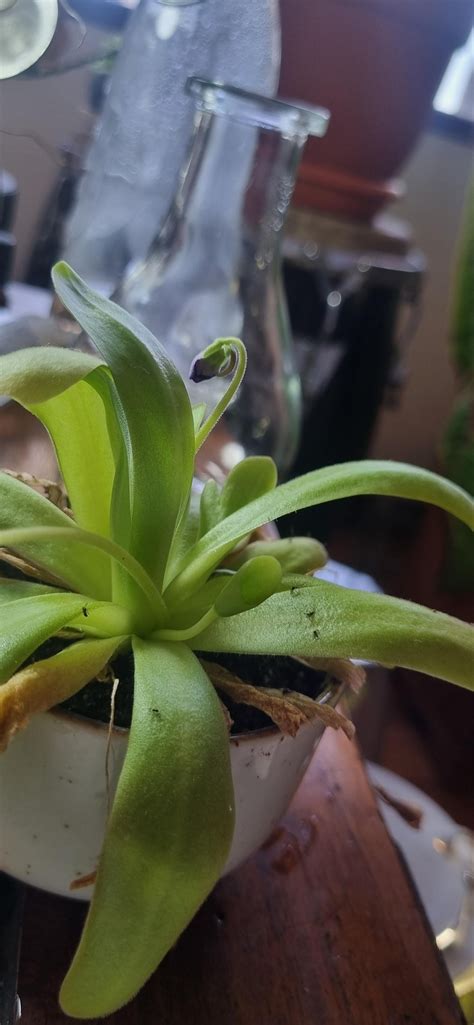 Found This Weird Flower Leaf On My Ping R Savagegarden
