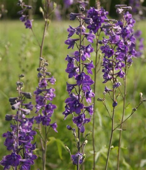 Striking Spikes Of Native Delphinium Delphinium Wildflower Garden