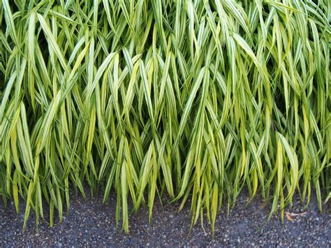 Golden Hakonechloa Hakonechloa Macra Aureola Growing Guides
