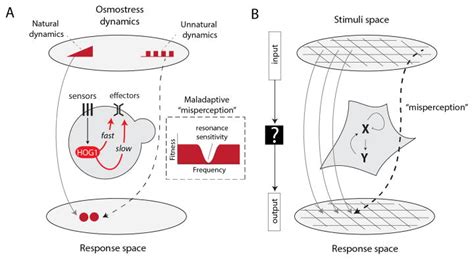 Cellular Perception And Misperception Internal Models For Decision