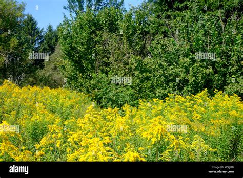 Invasive Wildflower Toxic Weed Wild Parsnip Pastinaca Sativa Zala