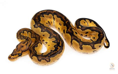 Python Regius Morphs Hamm Verona Sweden Shipping Olomouc